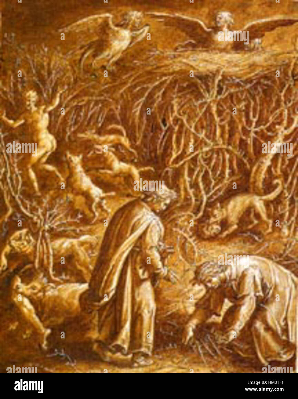 Inf. 13 stradanus Stock Photo - Alamy