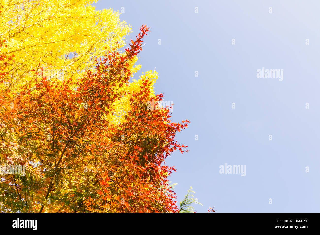 Beautiful Colorful Autumn Leaves Stock Photo - Alamy