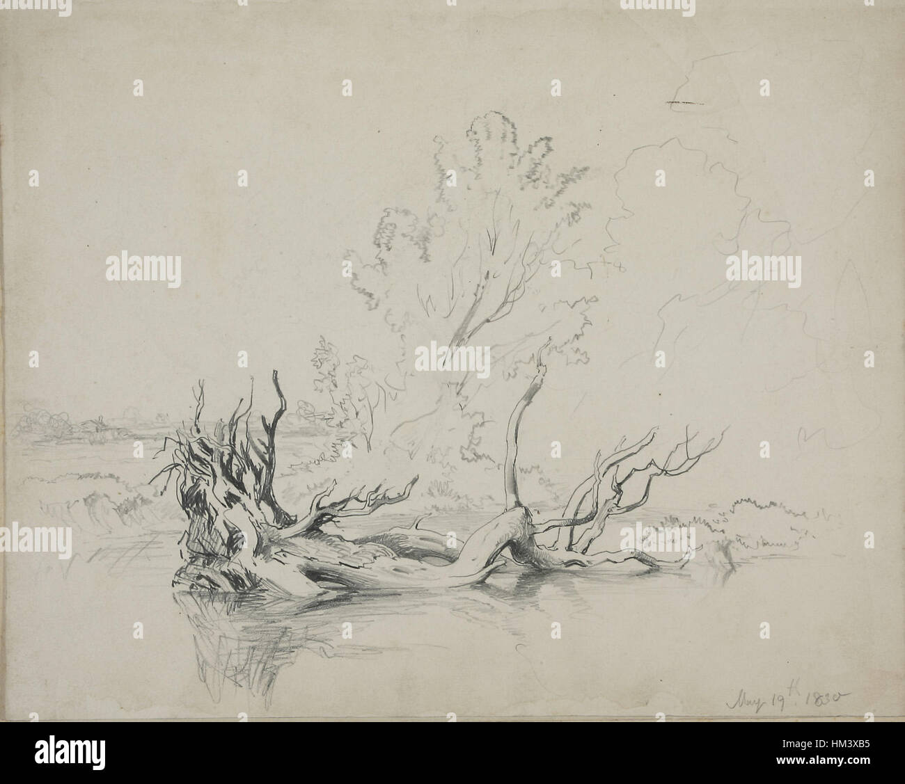 An image from the Lines family sketchbook depicting an uprooted tree ...