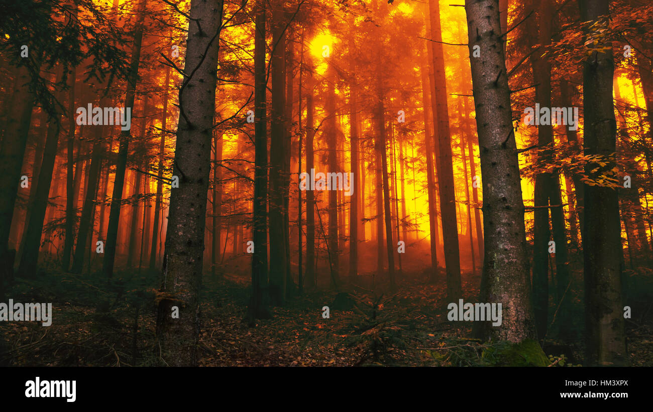 A cool looking forest in fire Stock Photo - Alamy