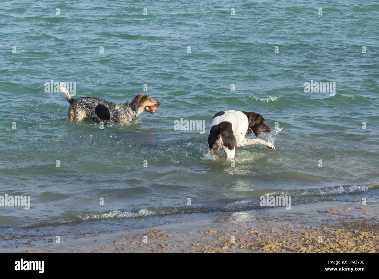 Ball toting bluetick hound walker coonhound mutt watching a confused ...