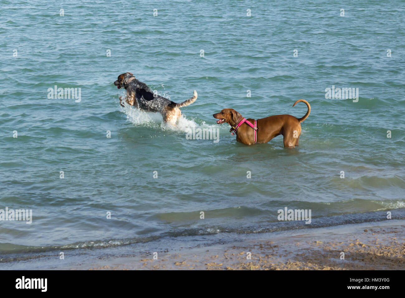 Hound dog leaping and splashing in the water with her mutt pal, a ...