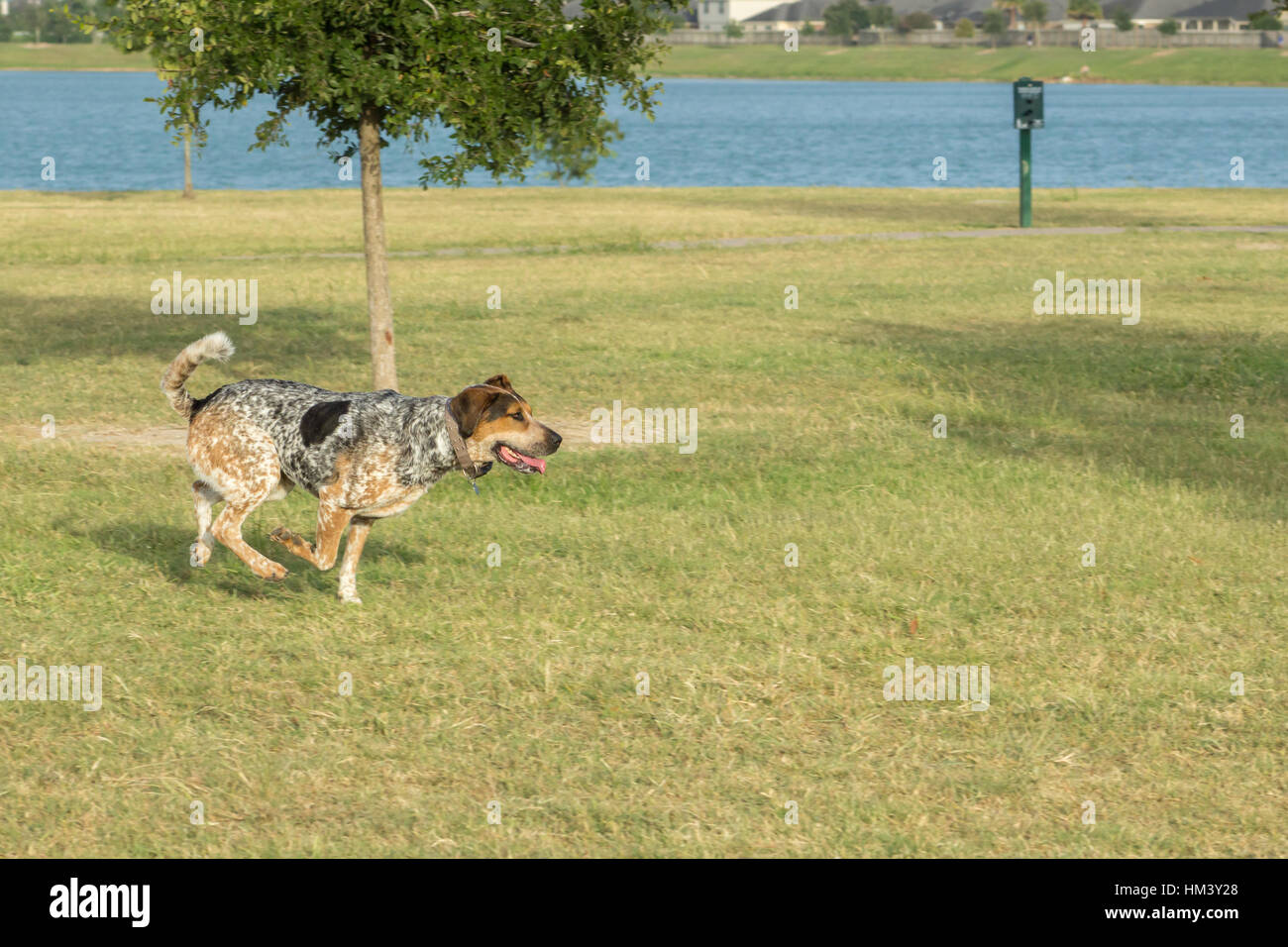 Treeing walker coonhound hi-res stock photography and images - Alamy