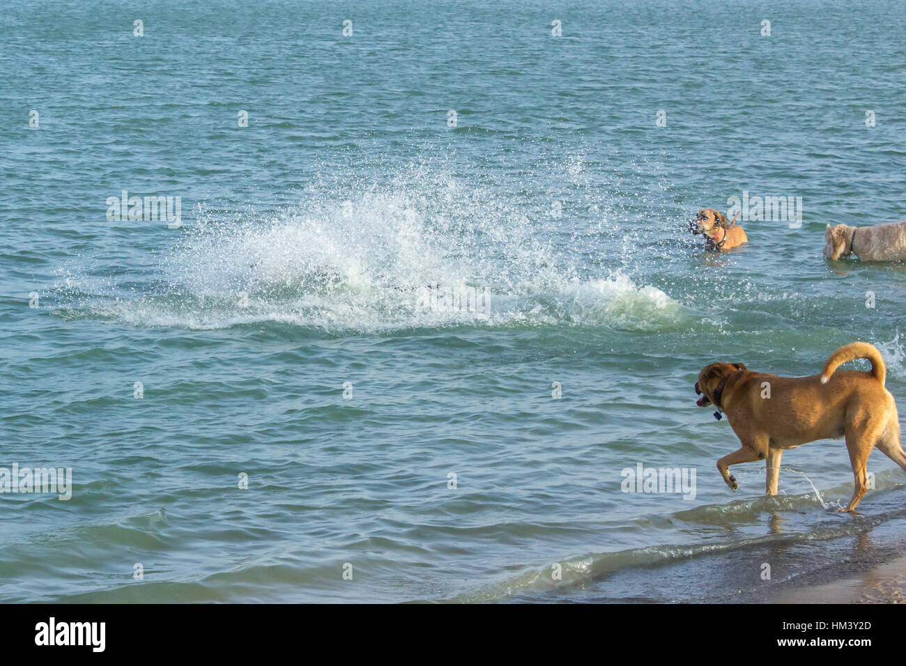 Dogs completely concealed in a huge splash of water in a dog park pond ...