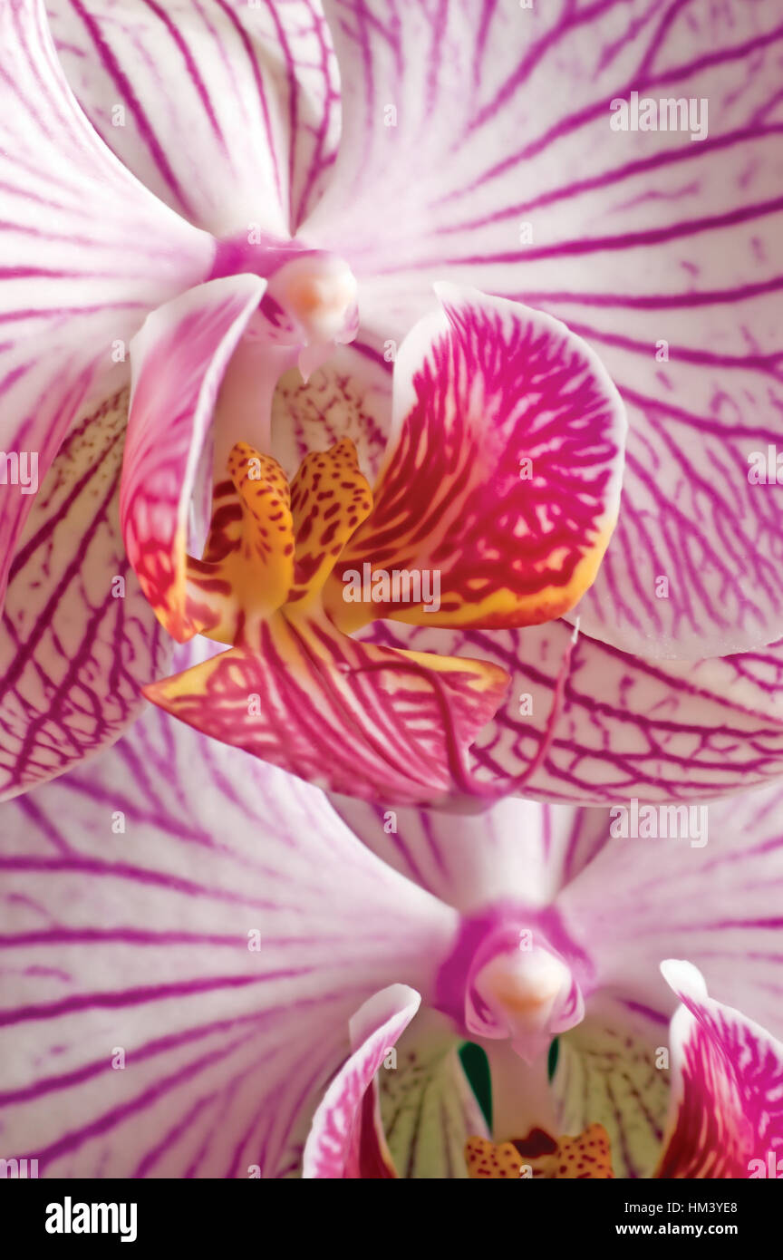 Pink moth orchid phalaenopsis, macro closeup, vertical detailed studio ...