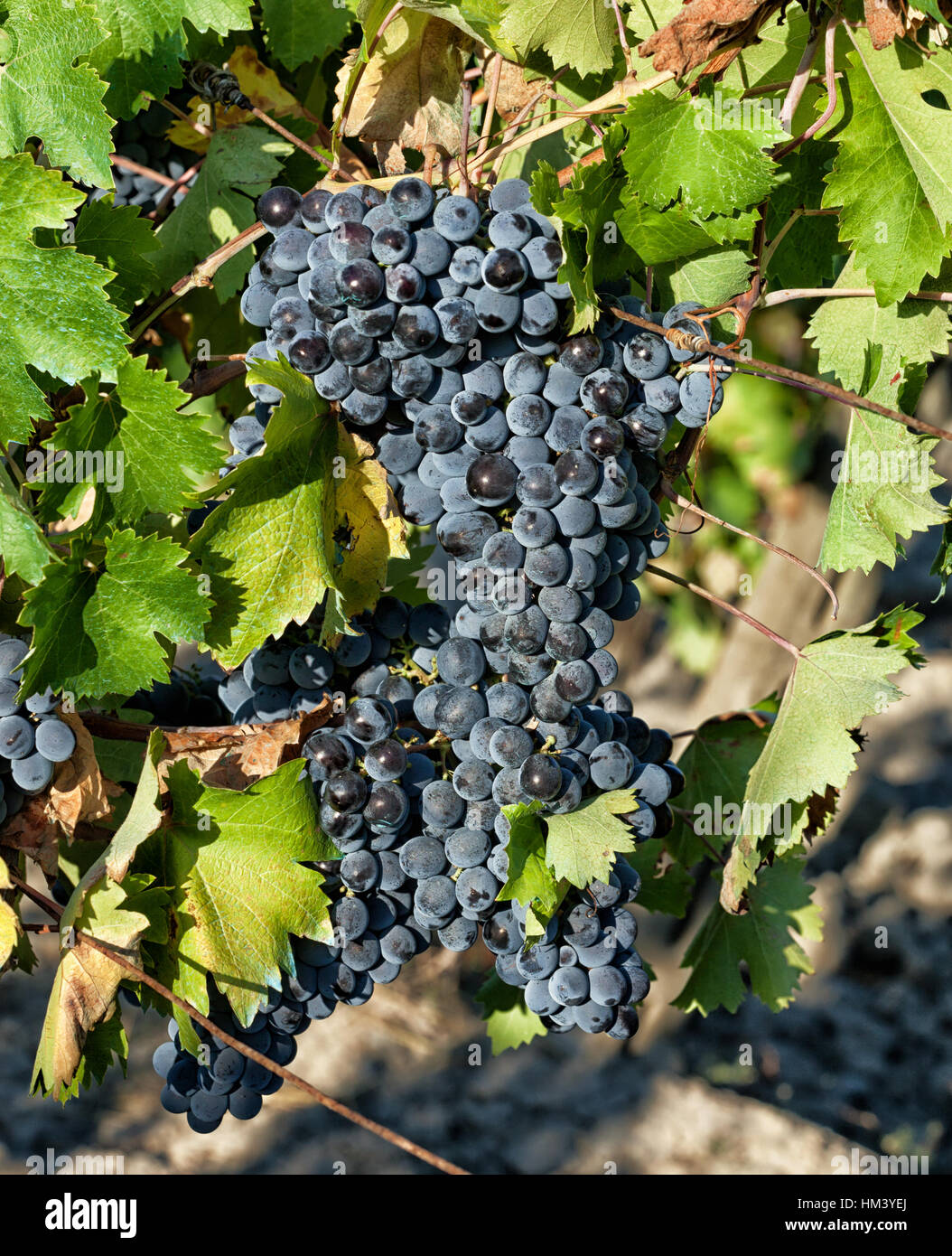 Tuscan vineyard with red grapes ready for harvest Stock Photo - Alamy