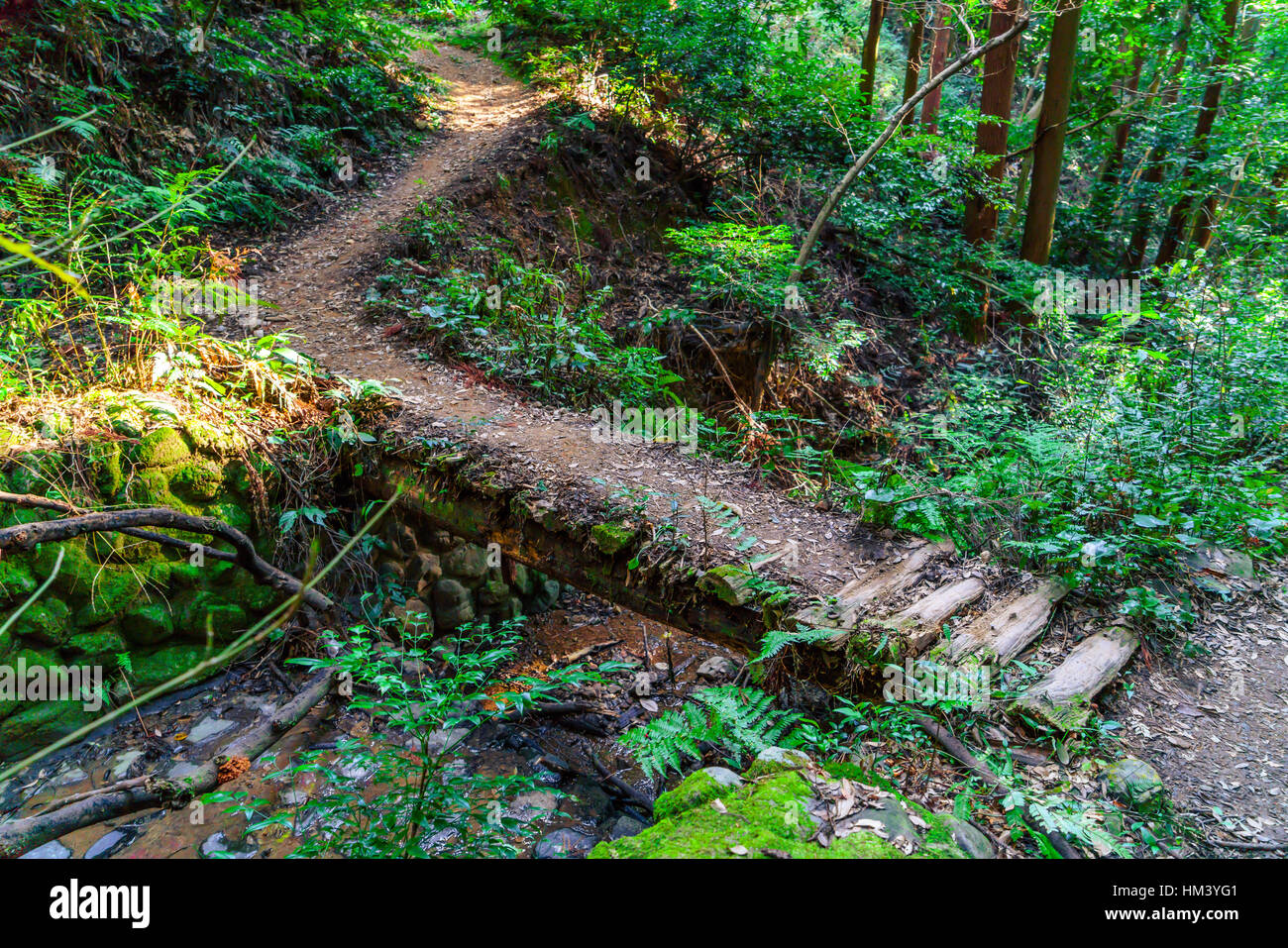 Ladder in the forest Stock Photo - Alamy
