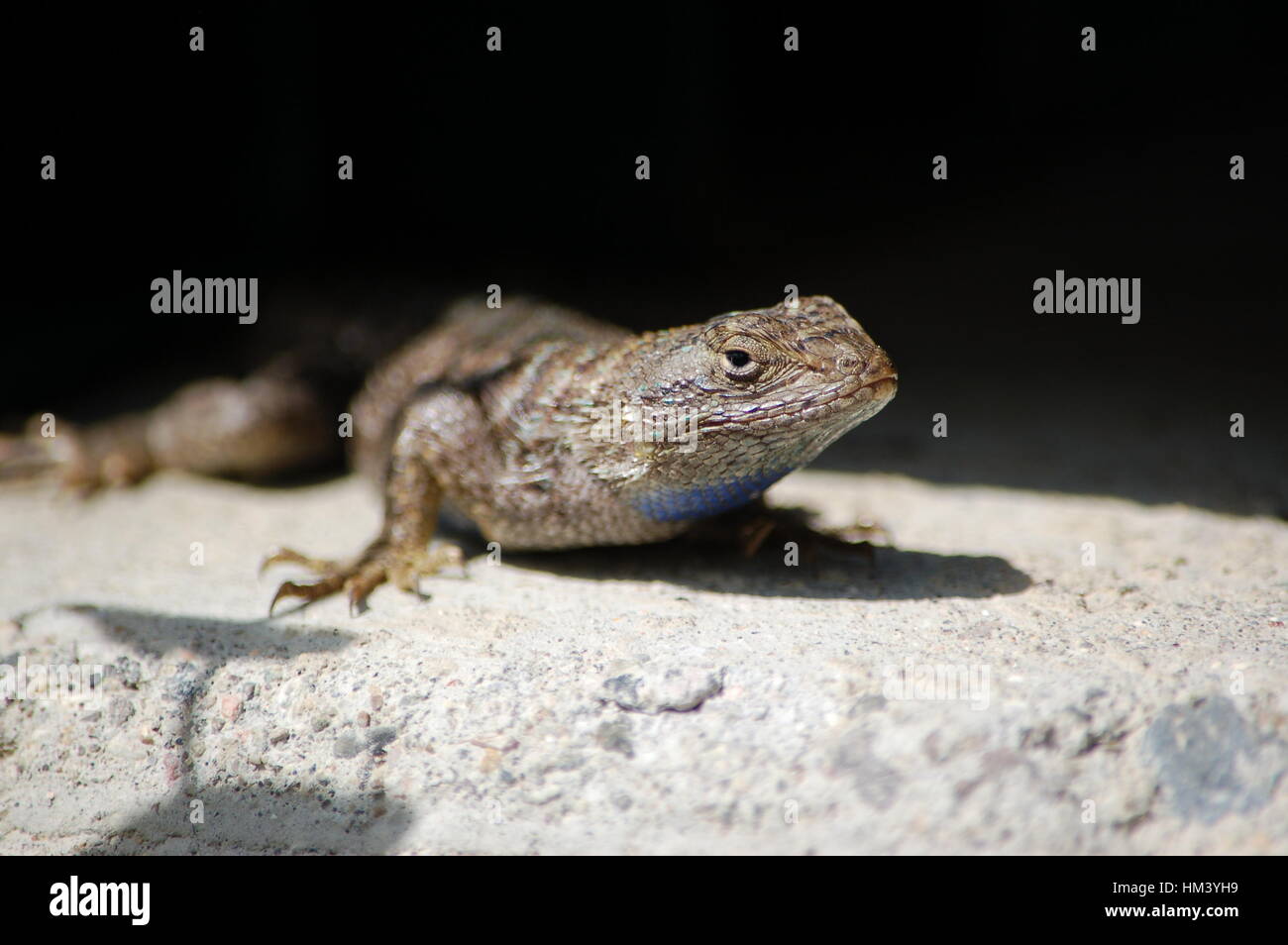 A Blue Bellied Lizard, or Western Fence Lizard, hiding under the barn ...