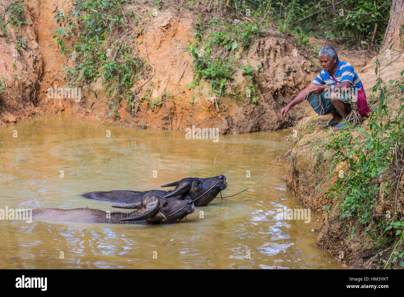KALAW, MYANMAR - DECEMBER 07, 2016 : farmer and Bufallos bathing in the ...