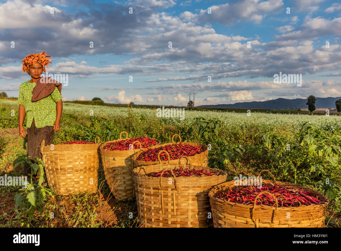KALAW, MYANMAR - DECEMBER 07, 2016 : woman tribe harvesting red chili ...