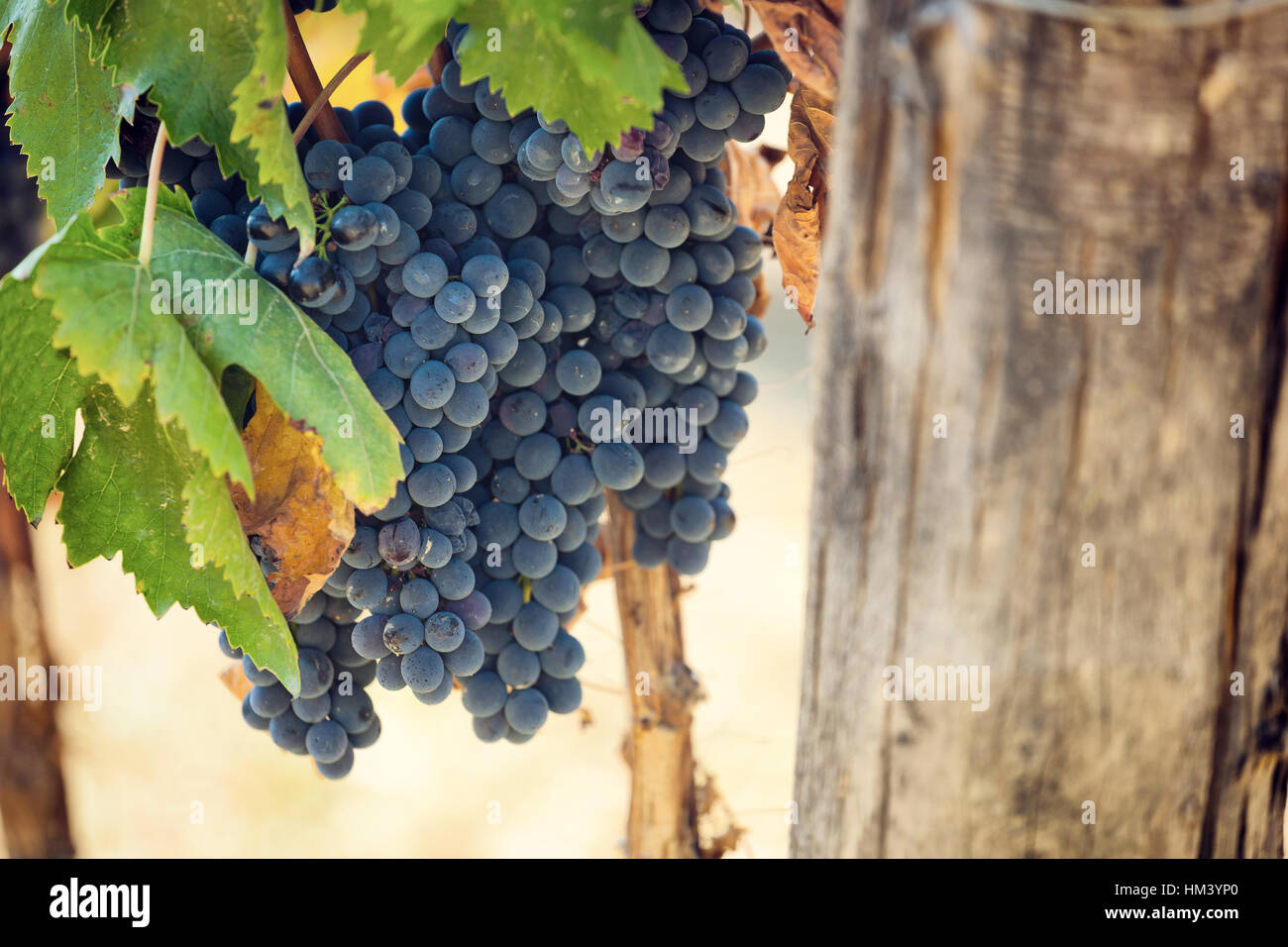 Tuscan vineyard with red grapes ready for harvest Stock Photo - Alamy