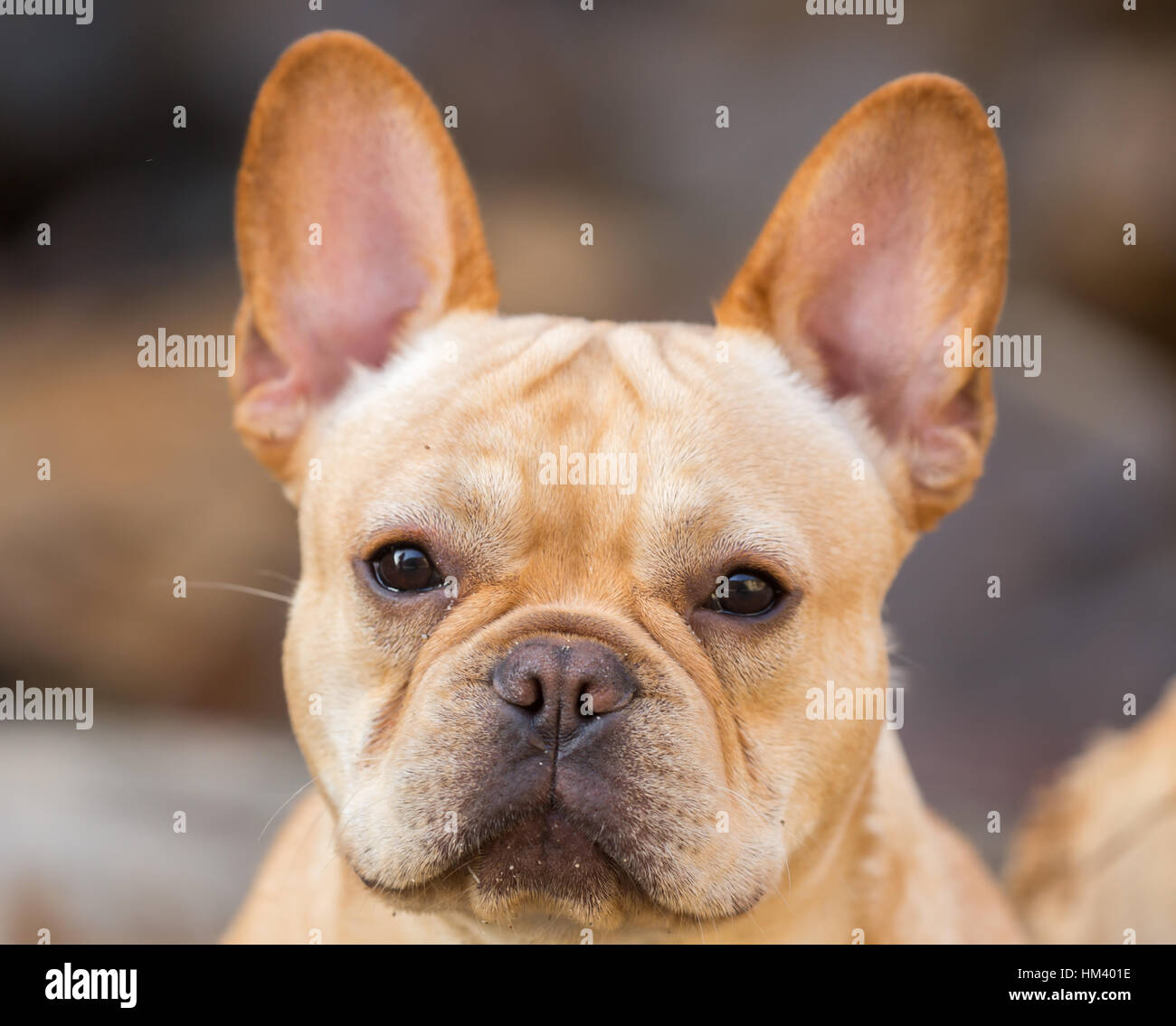 Young French Bulldog Headshot Stock Photo - Alamy