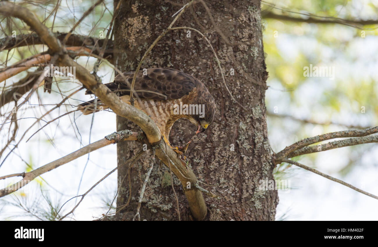 Predatory, Red-Tail Hawk. In a tree, rips apart & eats a frog in ...