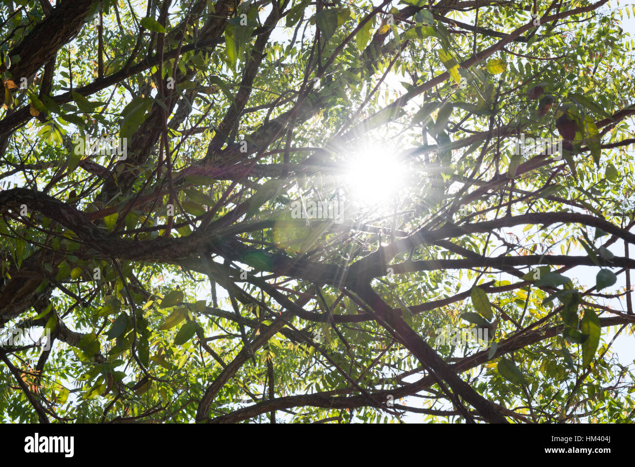 Beautiful of Sun streaming through the leaves Stock Photo - Alamy