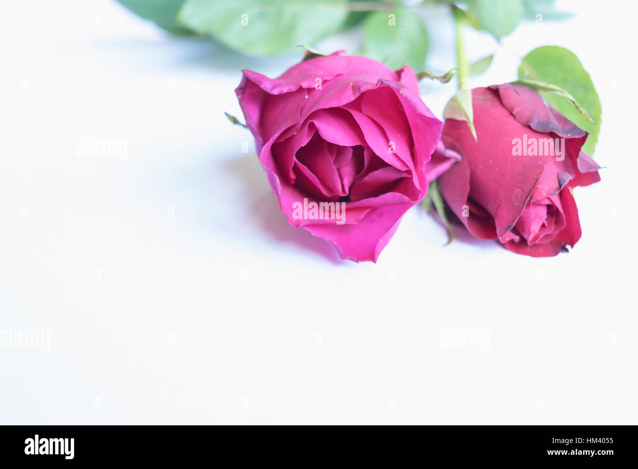Three roses together hi-res stock photography and images - Alamy