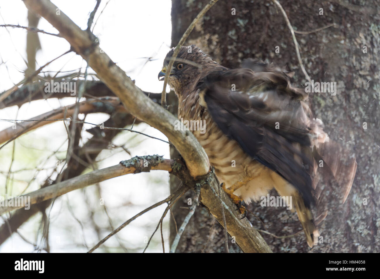 Beautiful young Red-Tail hawk on a tree branch, fluffs up and ruffles ...