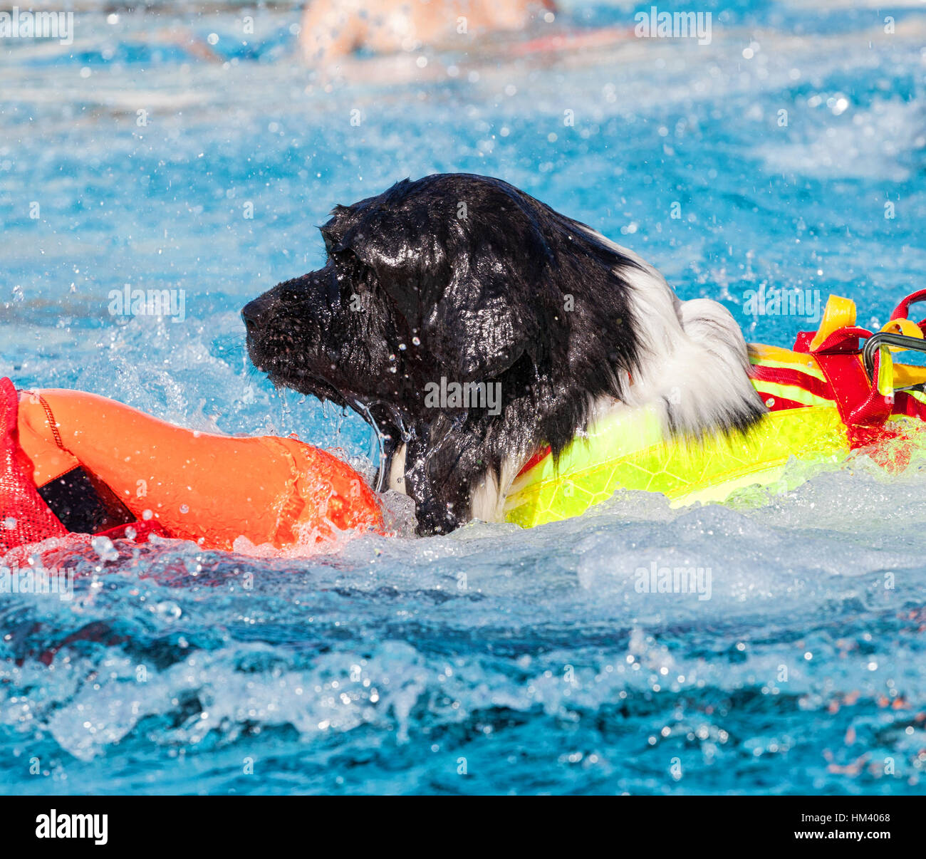 Lifeguard dog, rescue demonstration with the dogs in swimming pool ...