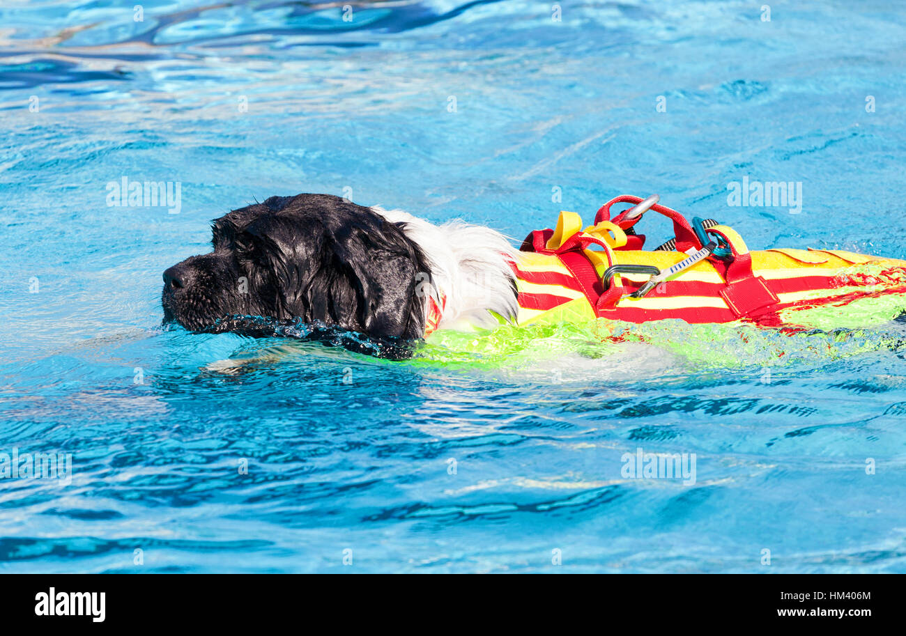 Lifeguard dog, rescue demonstration with the dogs in swimming pool ...