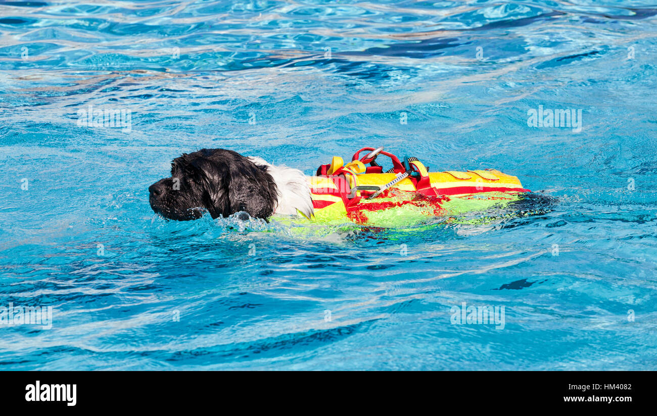 Lifeguard dog, rescue demonstration with the dogs in swimming pool ...