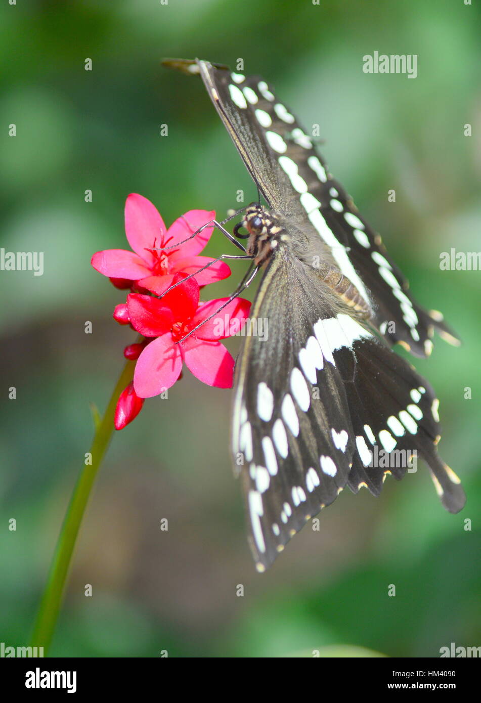 Butterfly on the flower - This photo was taken at botanical garden in ...