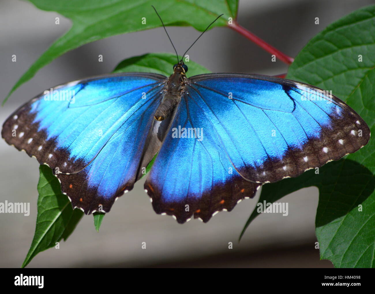 Common Morpho - This photo was taken at botanical garden in Illinois ...