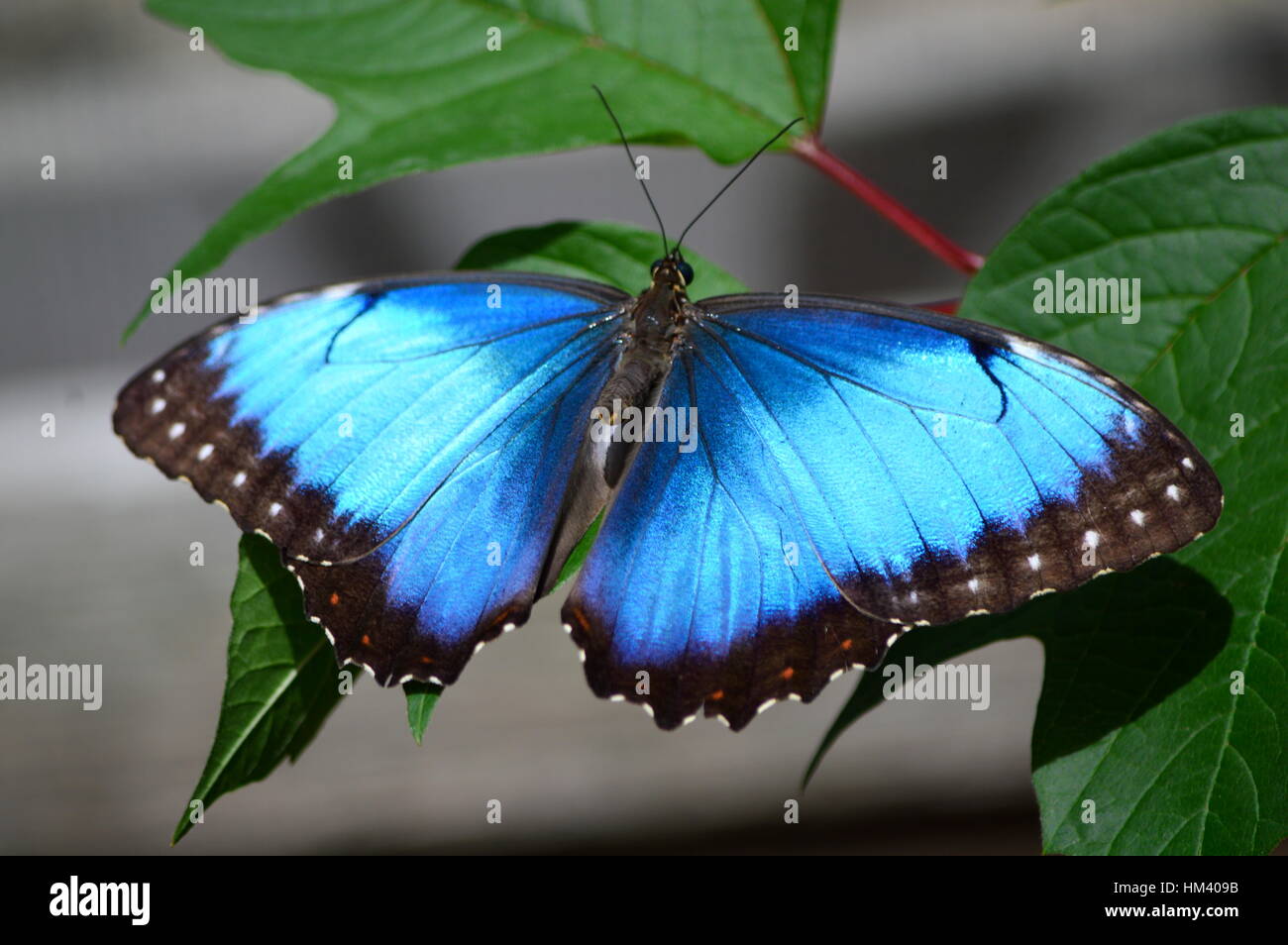 Common Morpho Butterfly - This photo was taken at botanical garden in ...
