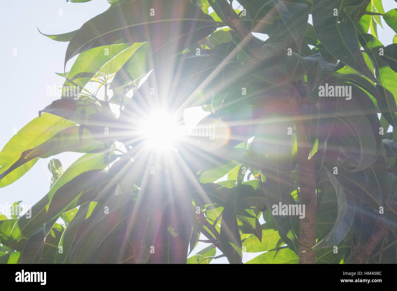 Beautiful of Sun streaming through the leaves Stock Photo - Alamy