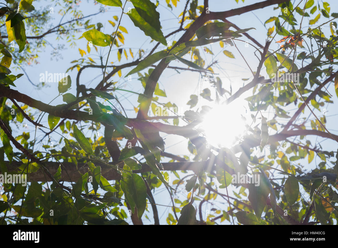 Beautiful of Sun streaming through the leaves Stock Photo - Alamy