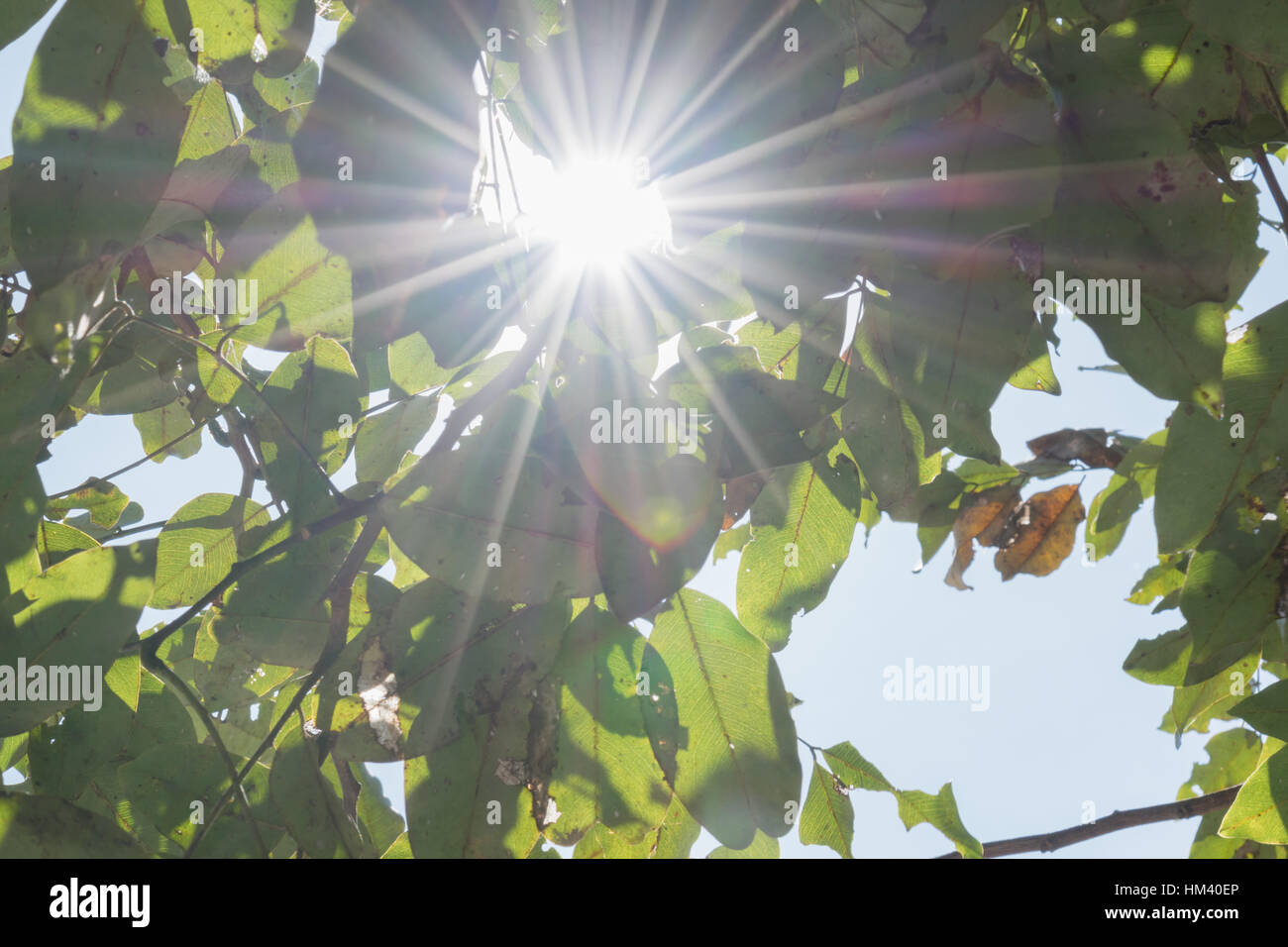 Beautiful of Sun streaming through the leaves Stock Photo - Alamy