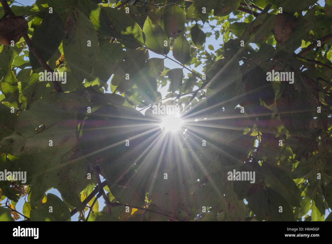 Beautiful of Sun streaming through the leaves Stock Photo - Alamy