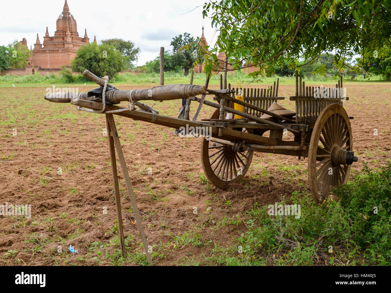Bull pulling plow hi-res stock photography and images - Alamy