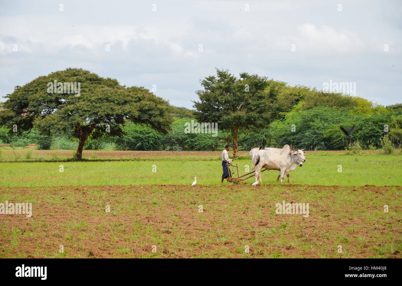 Bull pulling plow hi-res stock photography and images - Alamy