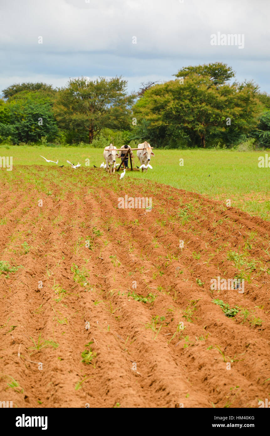 Bull pulling plow hi-res stock photography and images - Alamy