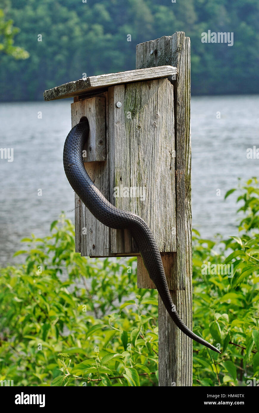 A black rat snake searching for a meal inside a bird box in a state ...