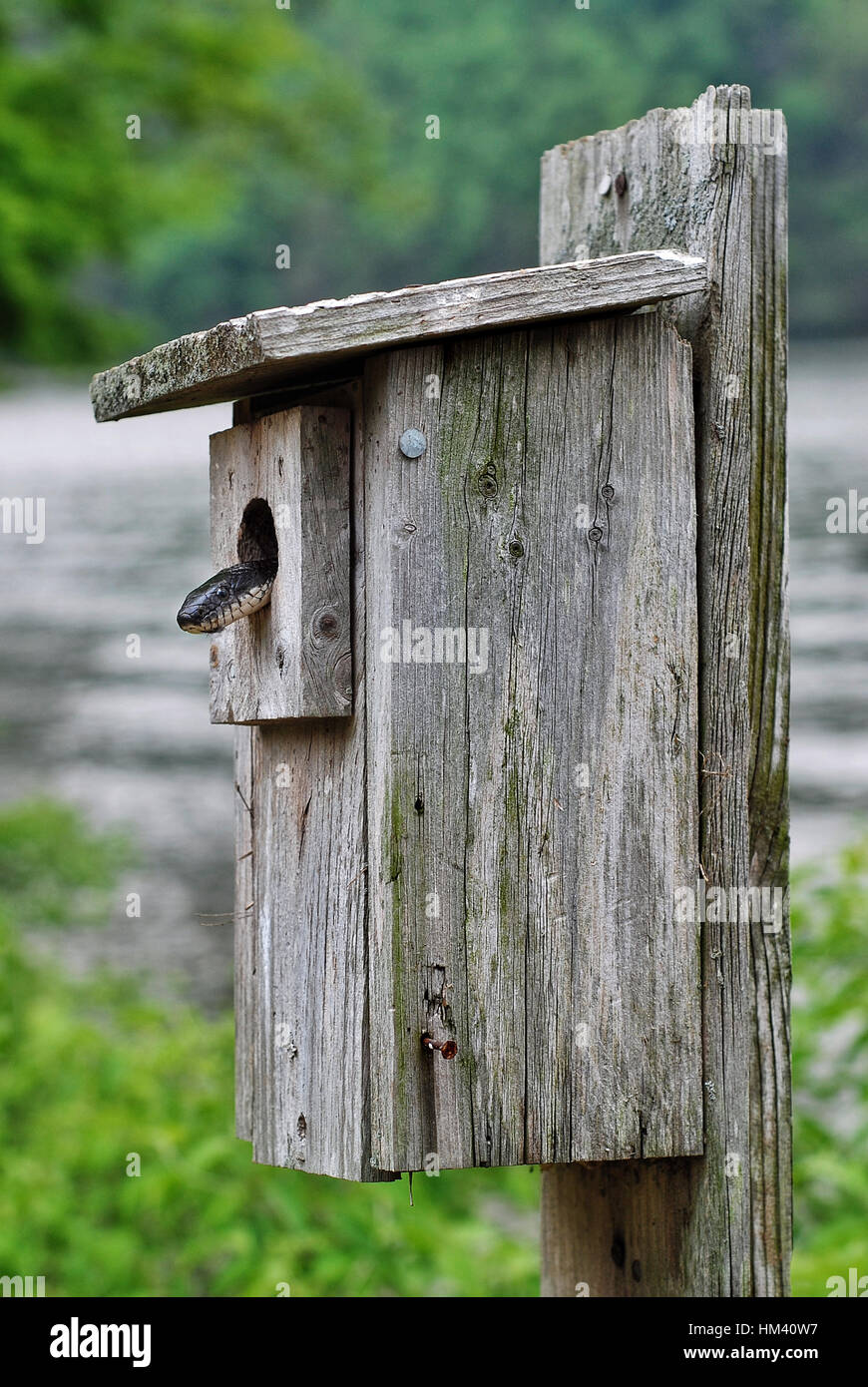 A black rat snake searching for a meal inside a bird box in a state ...