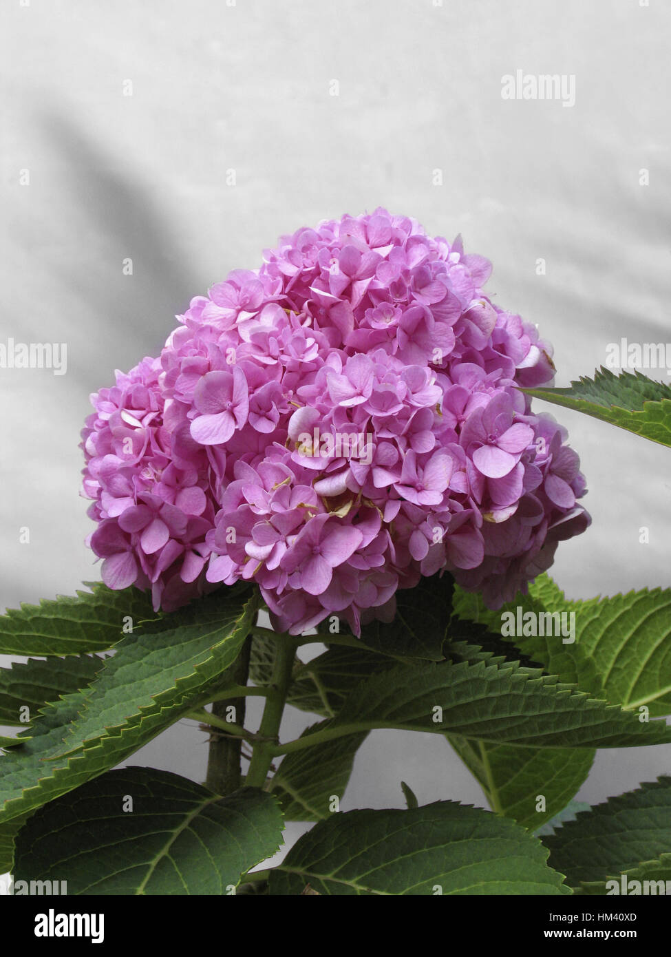 Indian Pink Ixora flower is a genus of flowering plants in the ...