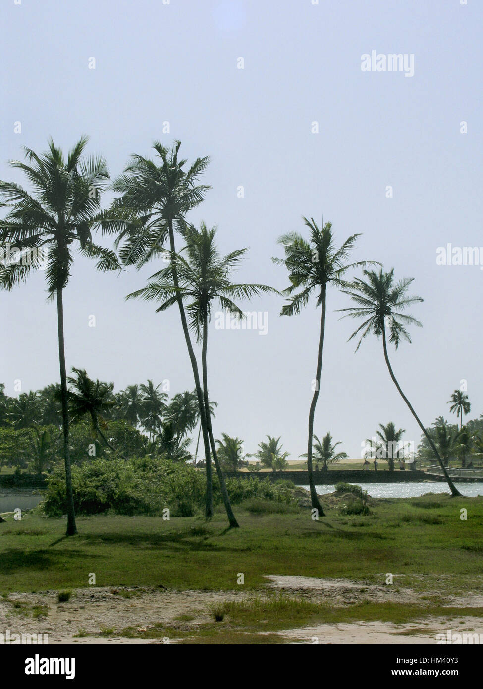 Coconut trees near lake, Veli Tourist Village. Trivandrum , kerala ...