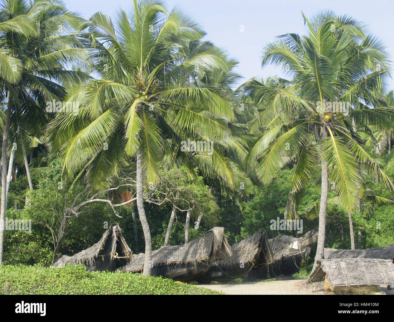 Coconut trees near Kovalam beach. Trivandrum , Kerala, India.Kovalam is ...