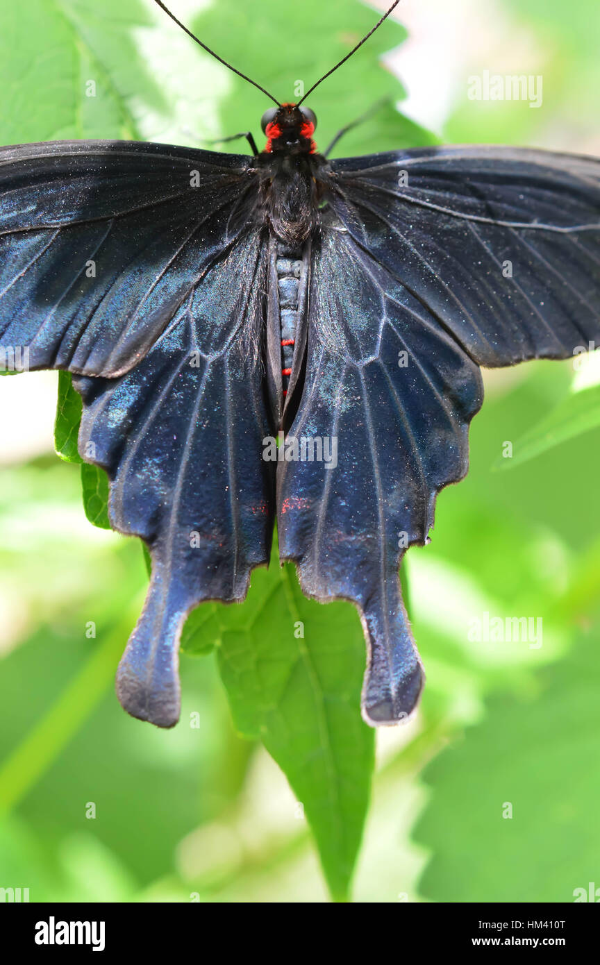 Pink Rose Butterfly Wings - This photo was taken at botanical garden in ...
