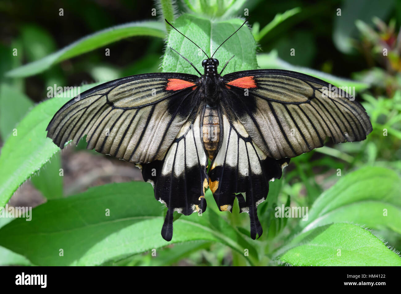 King butterfly hi-res stock photography and images - Alamy