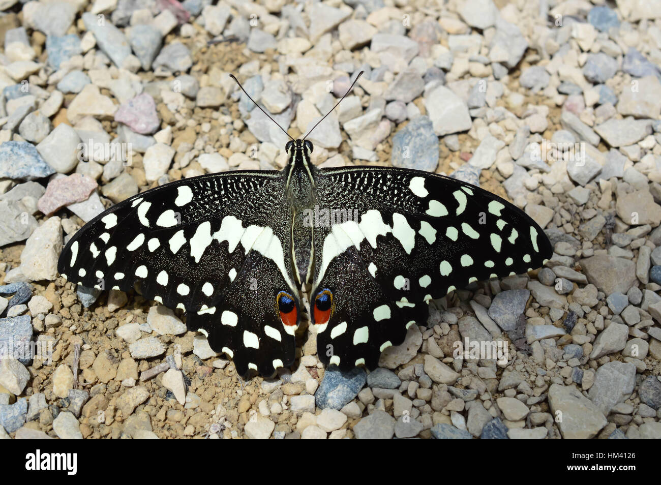 Orchard Swallowtail Butterfly - This photo was taken at botanical ...