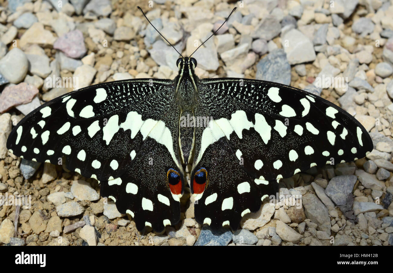 Orchard Swallowtail Butterfly - This photo was taken at botanical ...