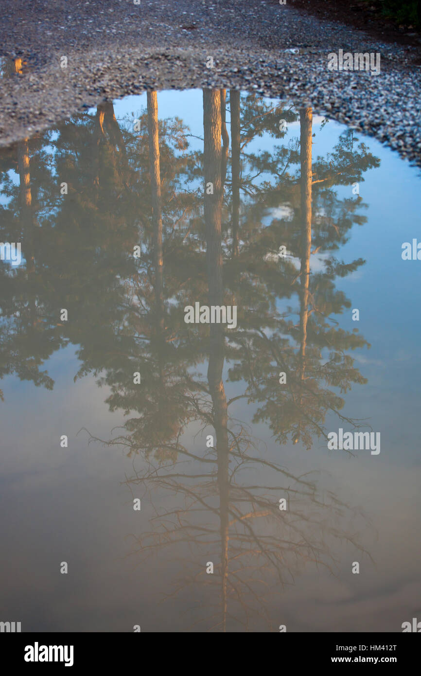 Reflex image of pine trees on a puddle Stock Photo - Alamy