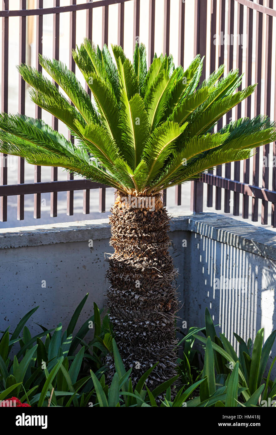 Close up of cycas plant in outdoor garden Stock Photo - Alamy