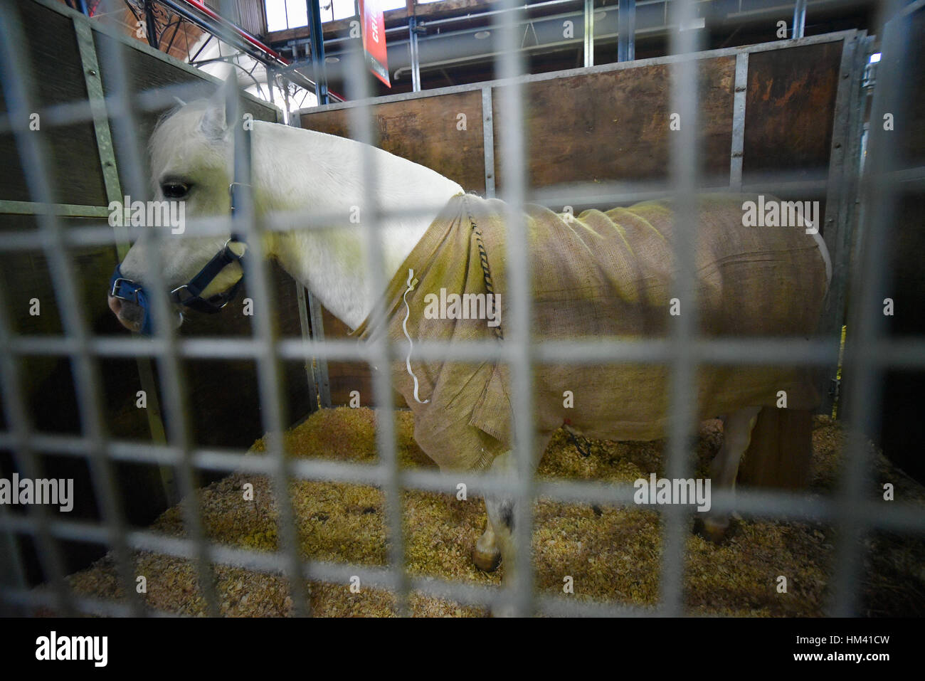 White pony covered with a blanket in a stable Stock Photo - Alamy