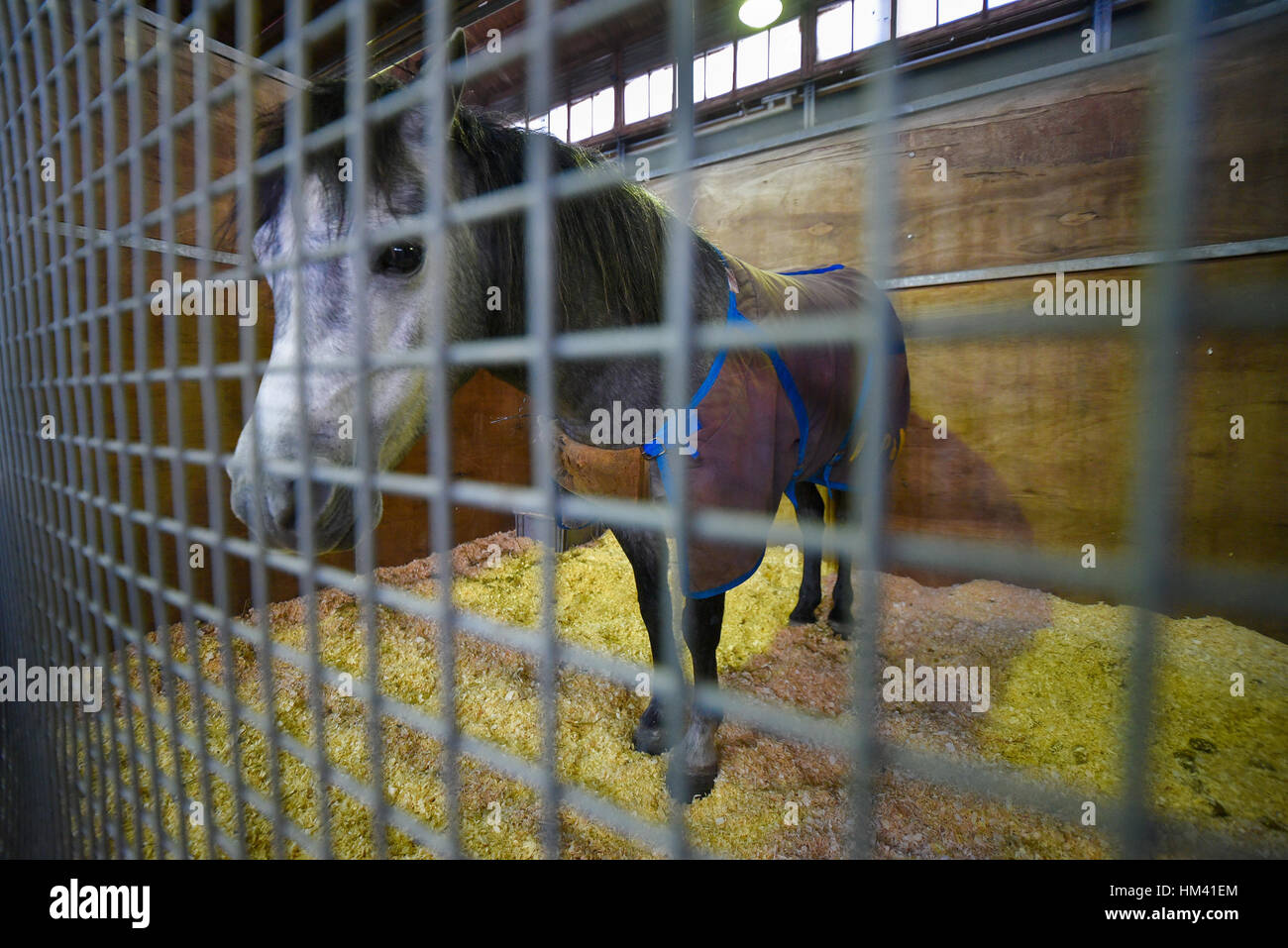 Gray pony covered with a blanket in a stable Stock Photo - Alamy