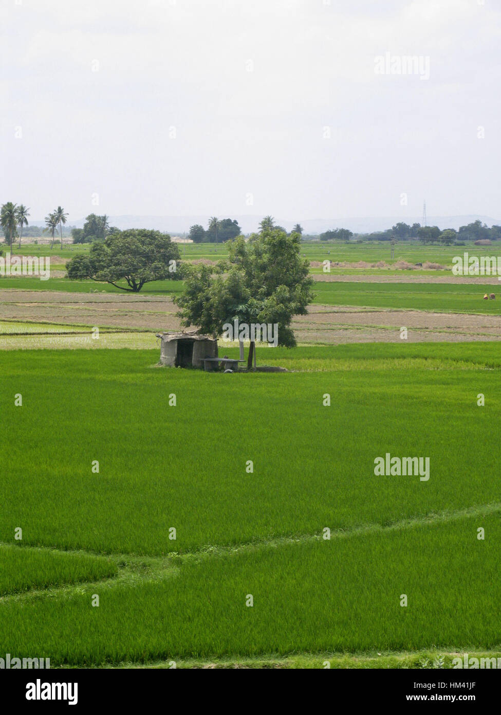 Landscape. Paddy fields. Landscape, Rural Andra Pradesh, india Stock ...