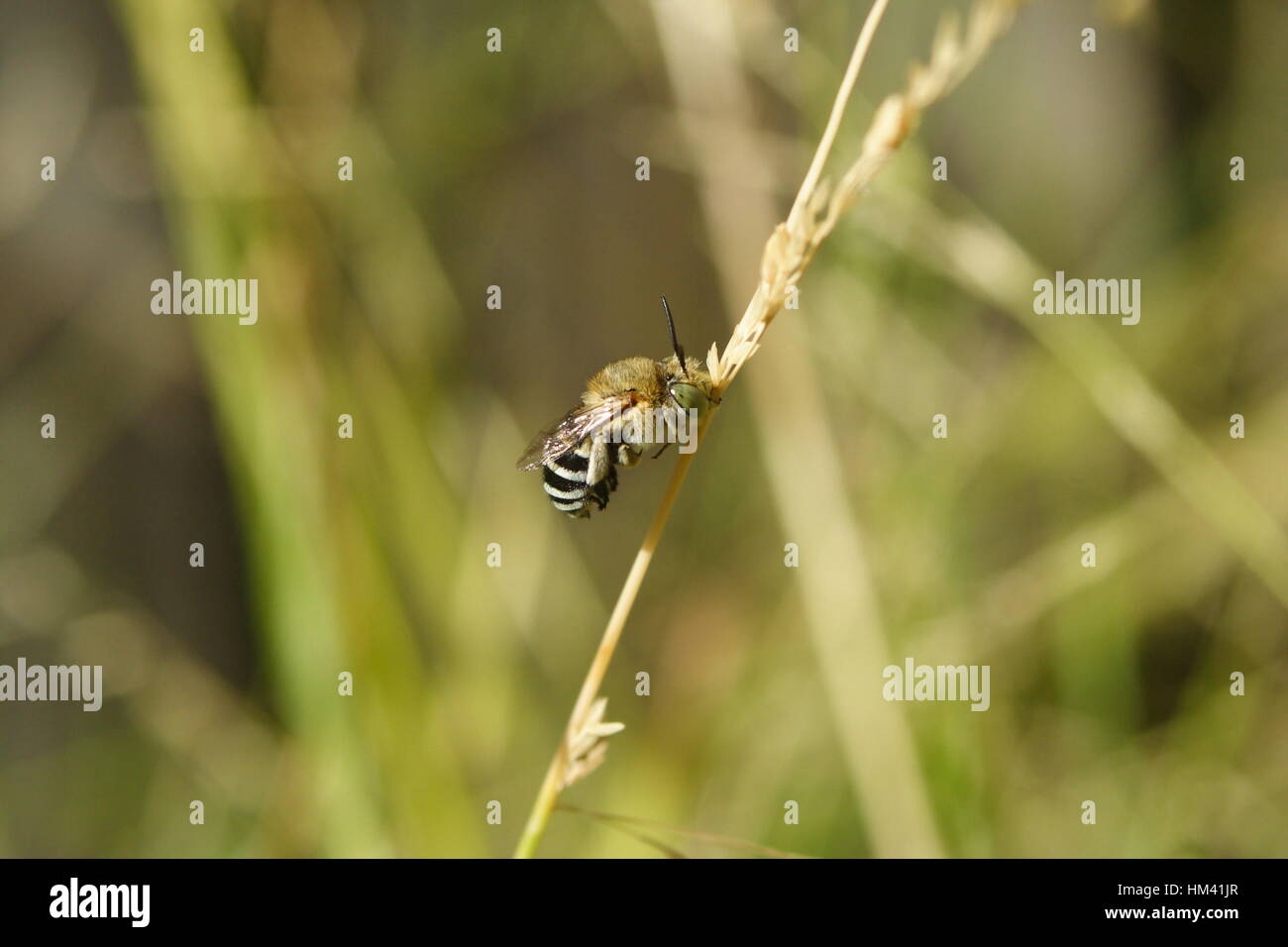 Blue-Banded Bee, Amegilla cingulata Stock Photo - Alamy