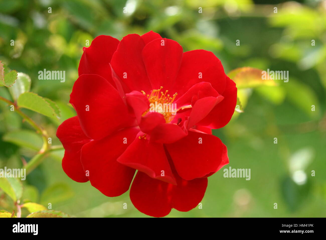 Miniture flowers hi-res stock photography and images - Alamy