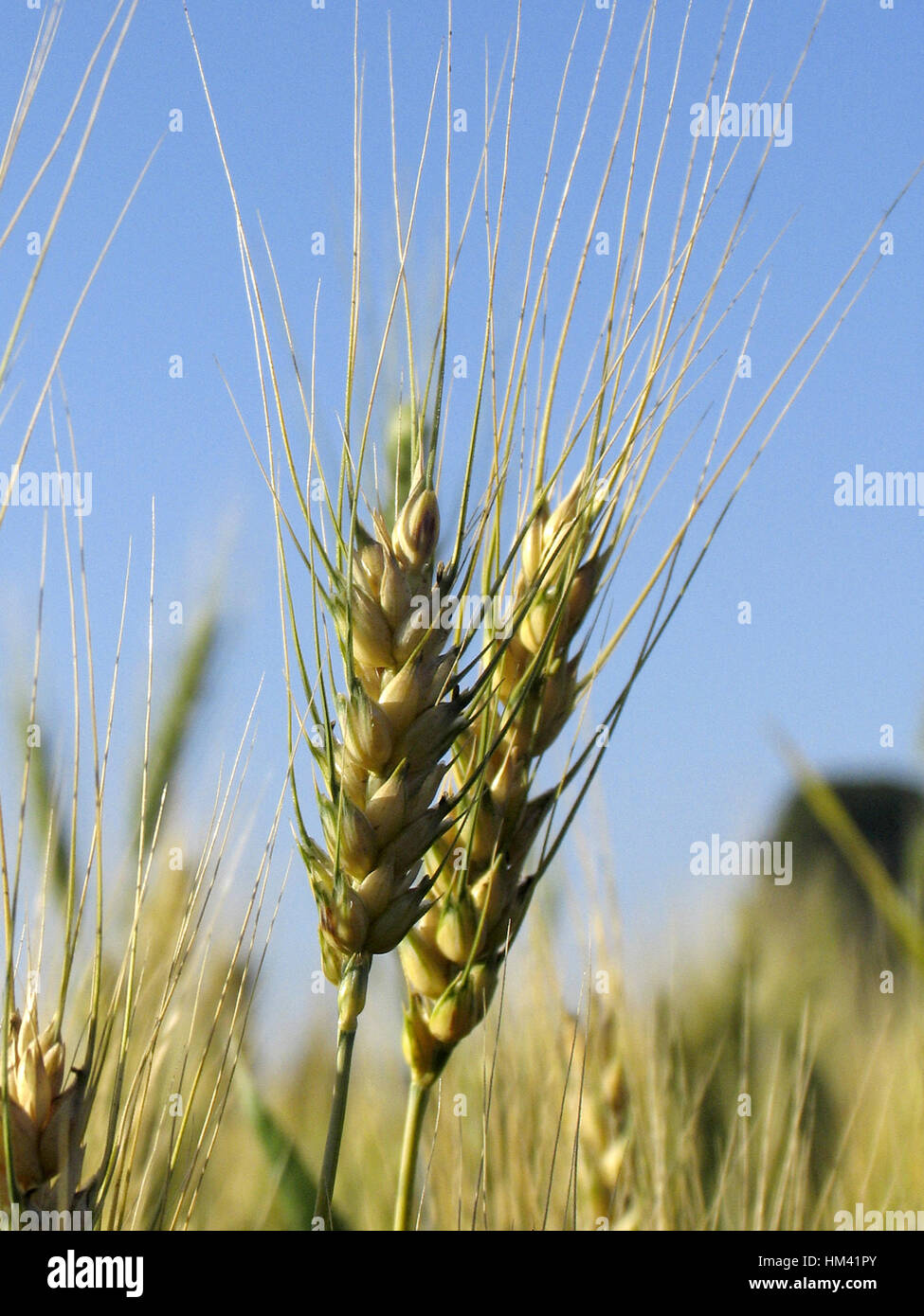 Wheat crop. Maharashtra, India Stock Photo - Alamy